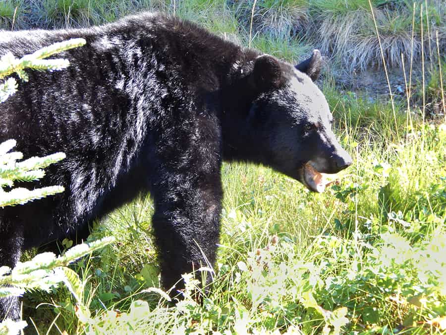 » Black Bear Oregon