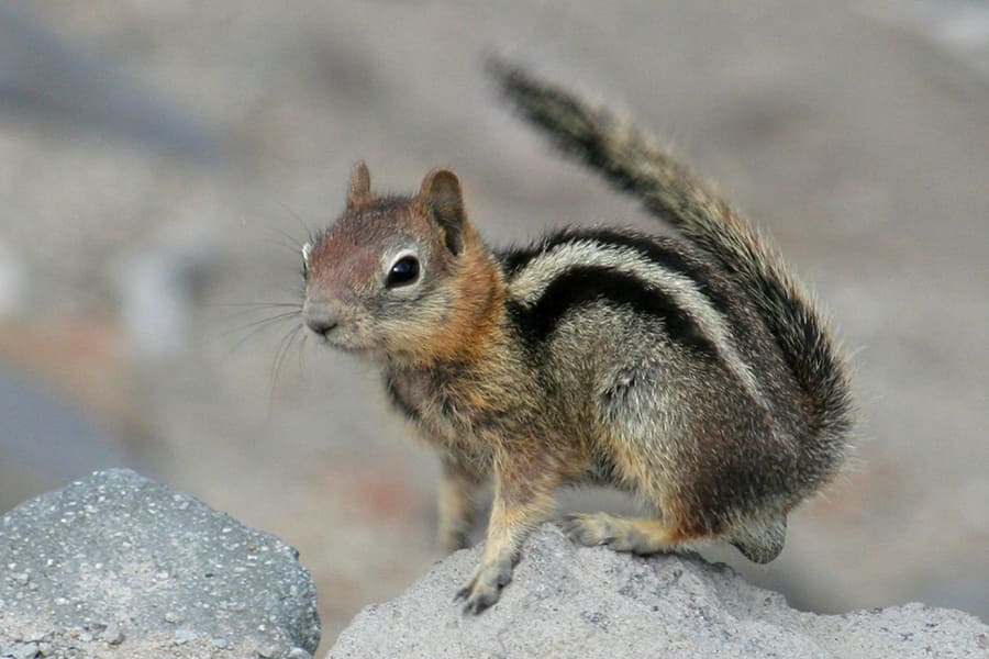 chipmunk-wildlife | Travel Dream West Tours