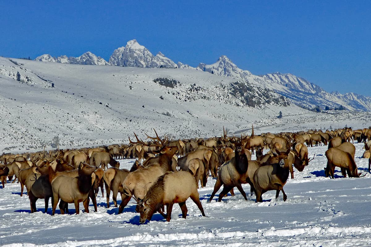 elk-grand-tetons-winter | Travel Dream West Tours